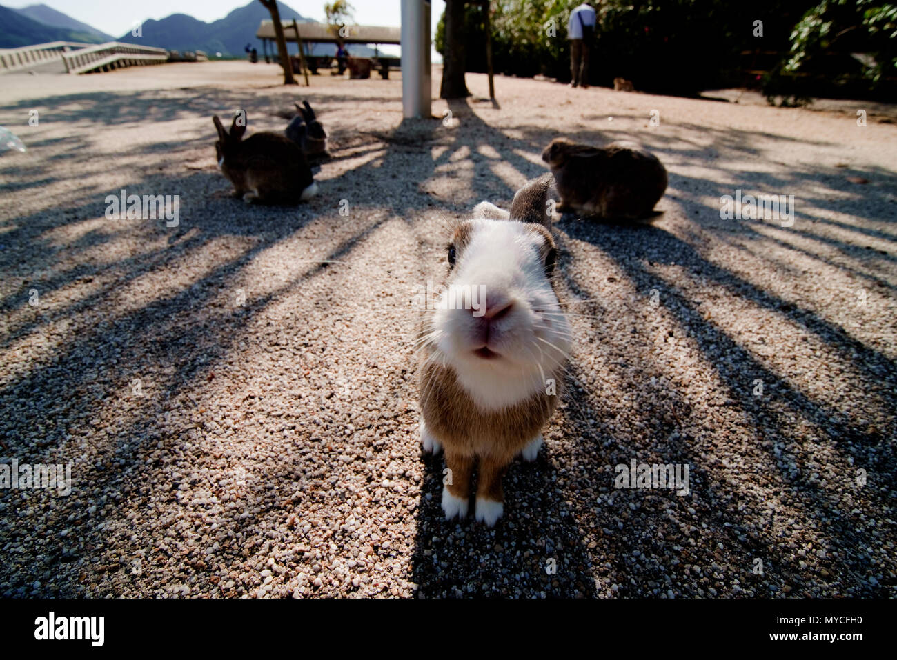 cute wild bunny rabbits in japan's rabbit island, okunoshima Stock ...