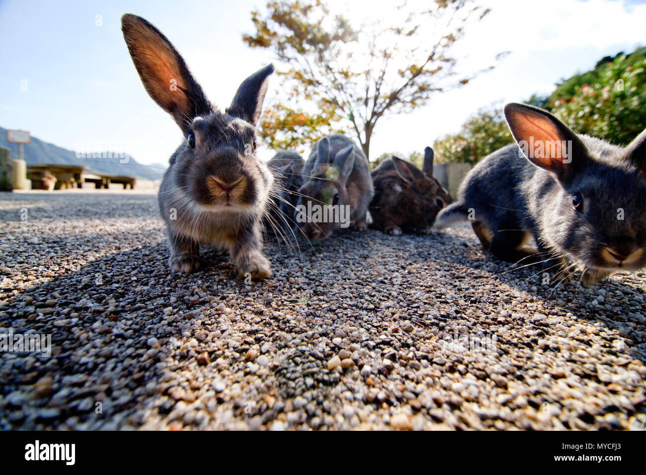 cute wild bunny rabbits in japan's rabbit island, okunoshima Stock ...