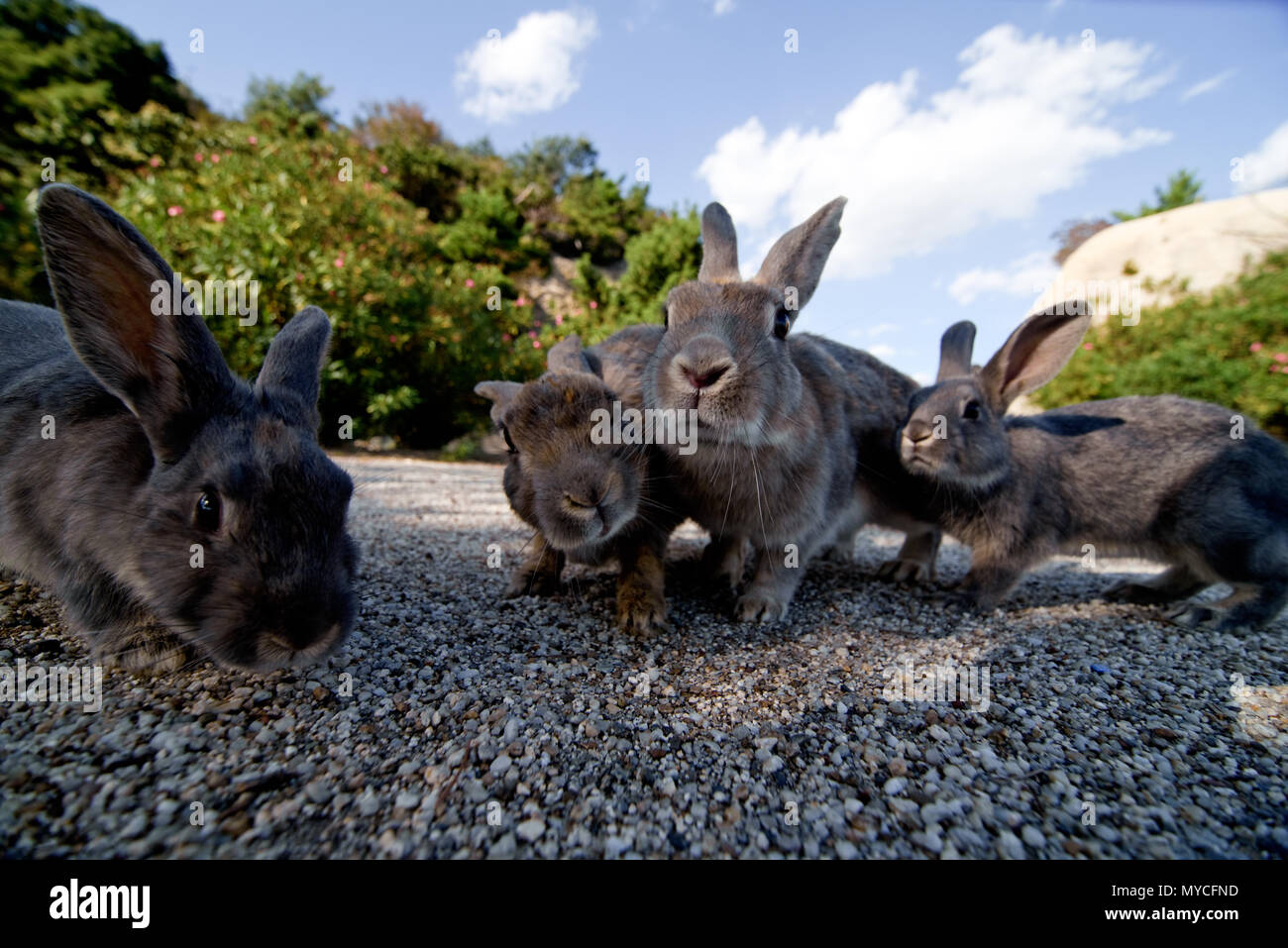 cute wild bunny rabbits in japan's rabbit island, okunoshima Stock ...