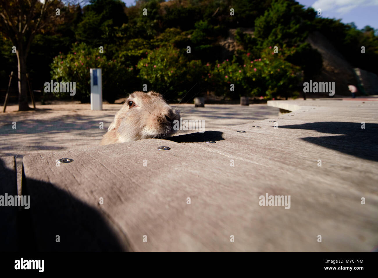 cute wild bunny rabbits in japan's rabbit island, okunoshima Stock ...