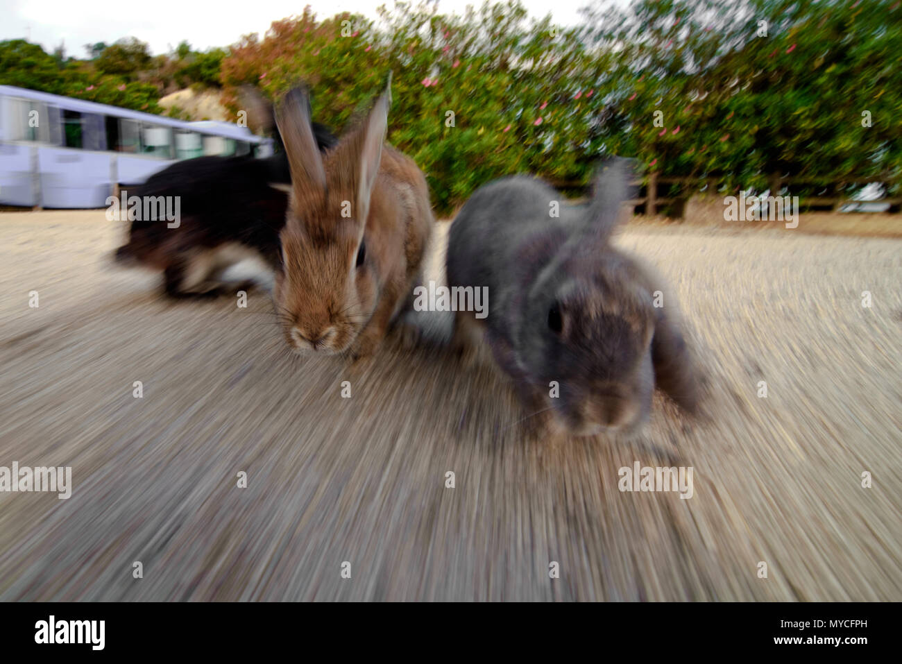 cute wild bunny rabbits in japan's rabbit island, okunoshima Stock ...
