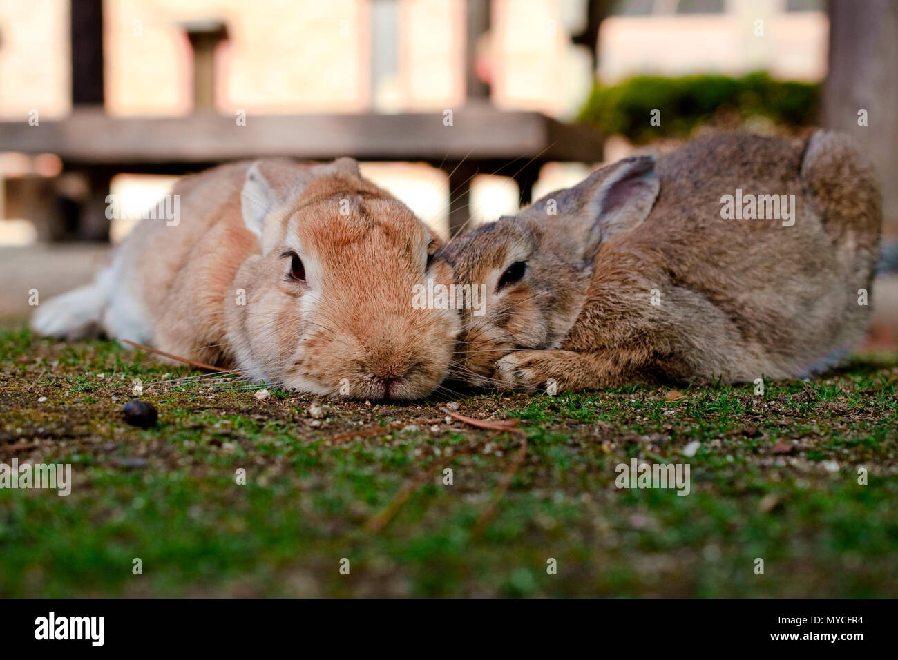 cute wild bunny rabbits in japan's rabbit island, okunoshima Stock ...
