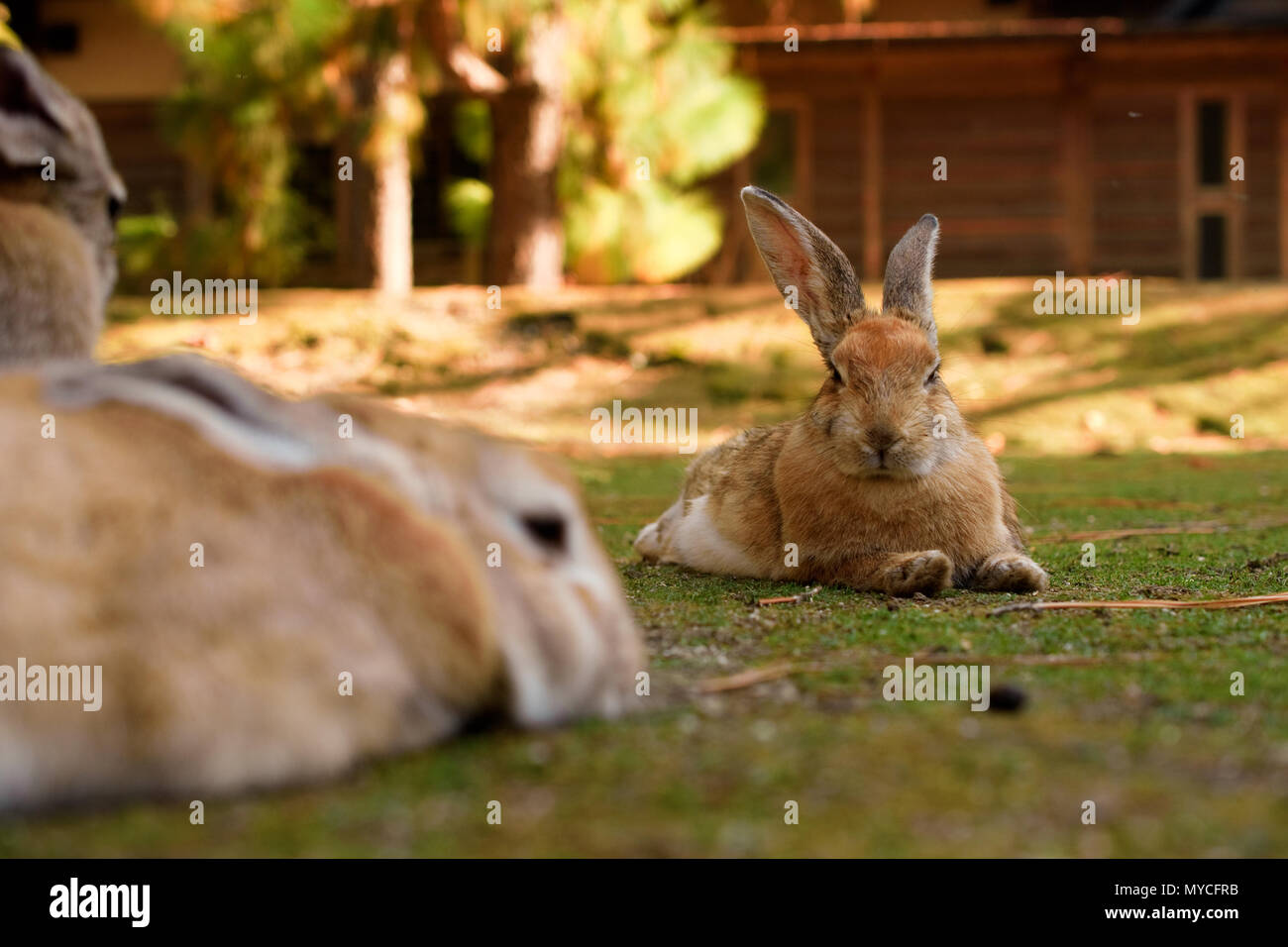 cute wild bunny rabbits in japan's rabbit island, okunoshima Stock ...