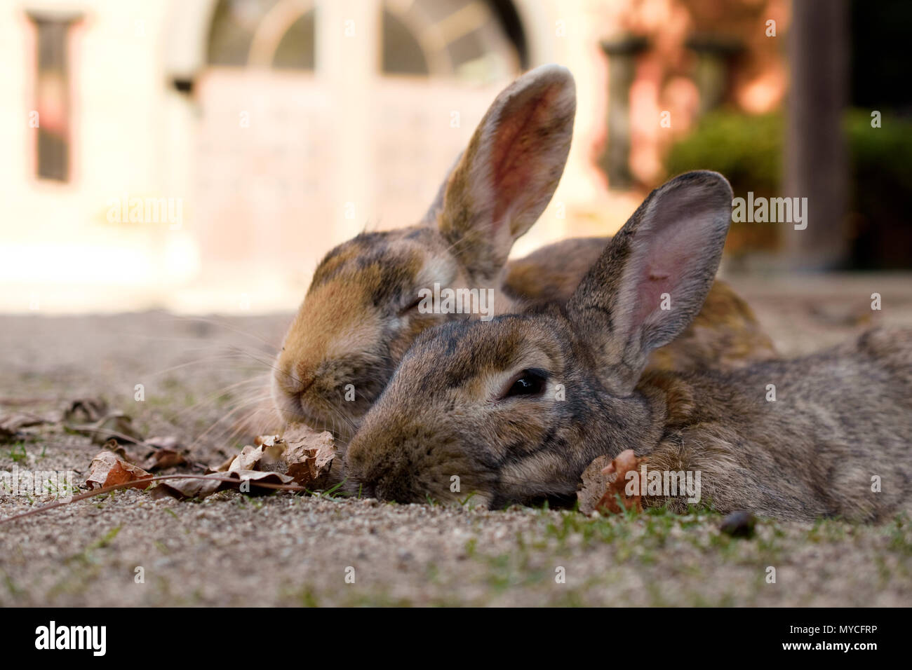 cute wild bunny rabbits in japan's rabbit island, okunoshima Stock ...