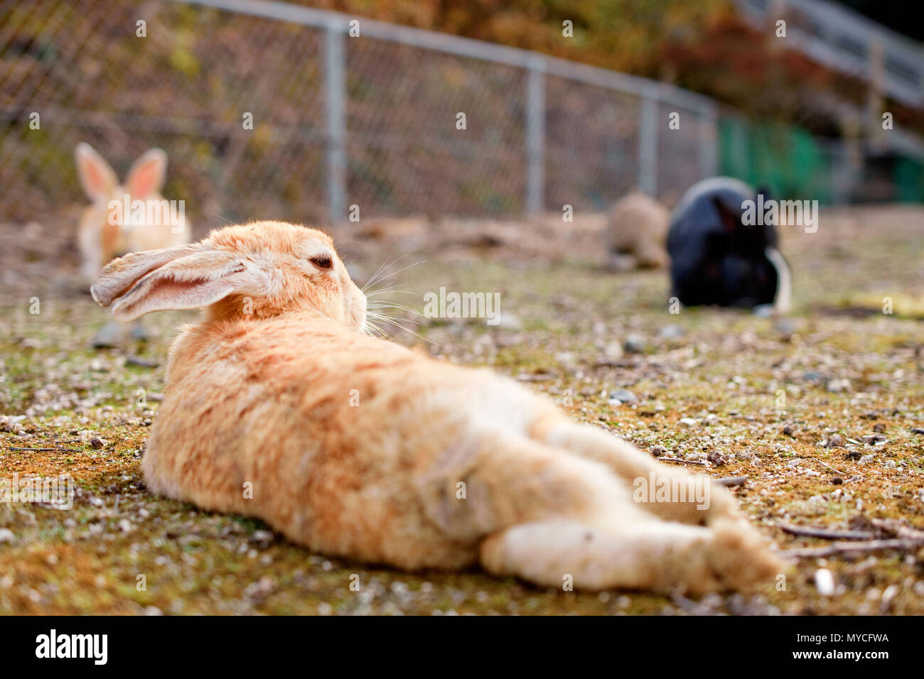 cute wild bunny rabbits in japan's rabbit island, okunoshima Stock ...