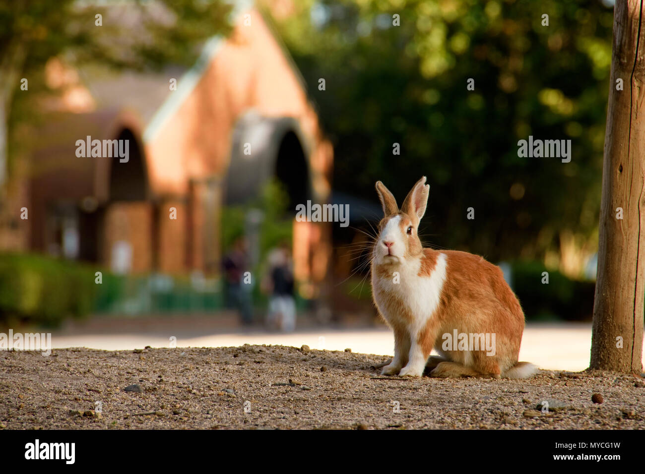cute wild bunny rabbits in japan's rabbit island, okunoshima Stock ...