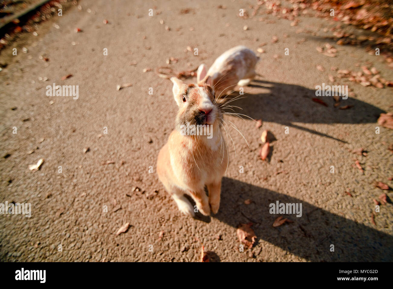 cute wild bunny rabbits in japan's rabbit island, okunoshima Stock ...
