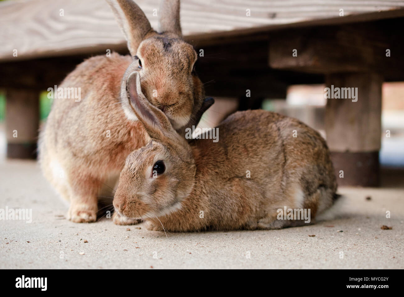 cute wild bunny rabbits in japan's rabbit island, okunoshima Stock ...