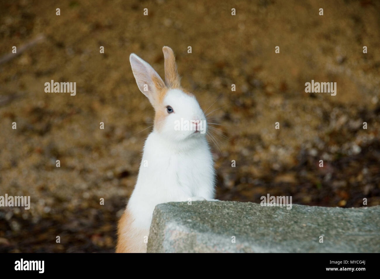 cute wild bunny rabbits in japan's rabbit island, okunoshima Stock ...