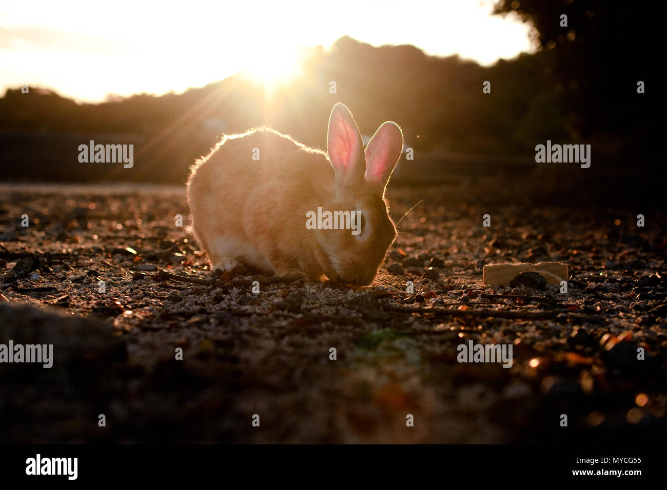 cute wild bunny rabbits in japan's rabbit island, okunoshima Stock ...