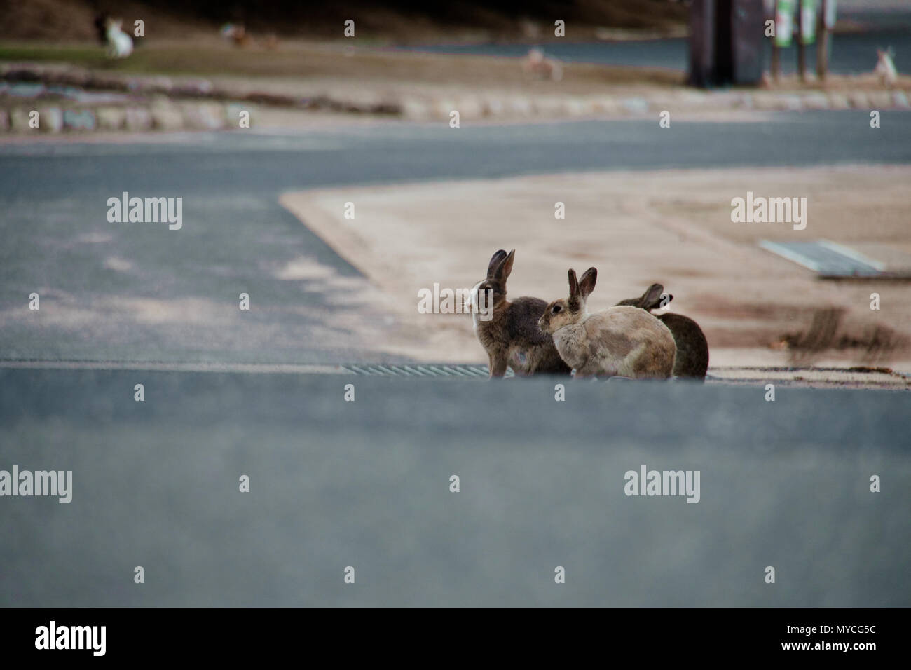 cute wild bunny rabbits in japan's rabbit island, okunoshima Stock ...