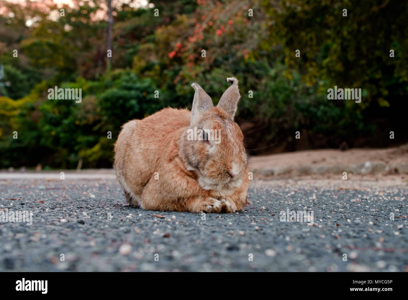 cute wild bunny rabbits in japan's rabbit island, okunoshima Stock ...