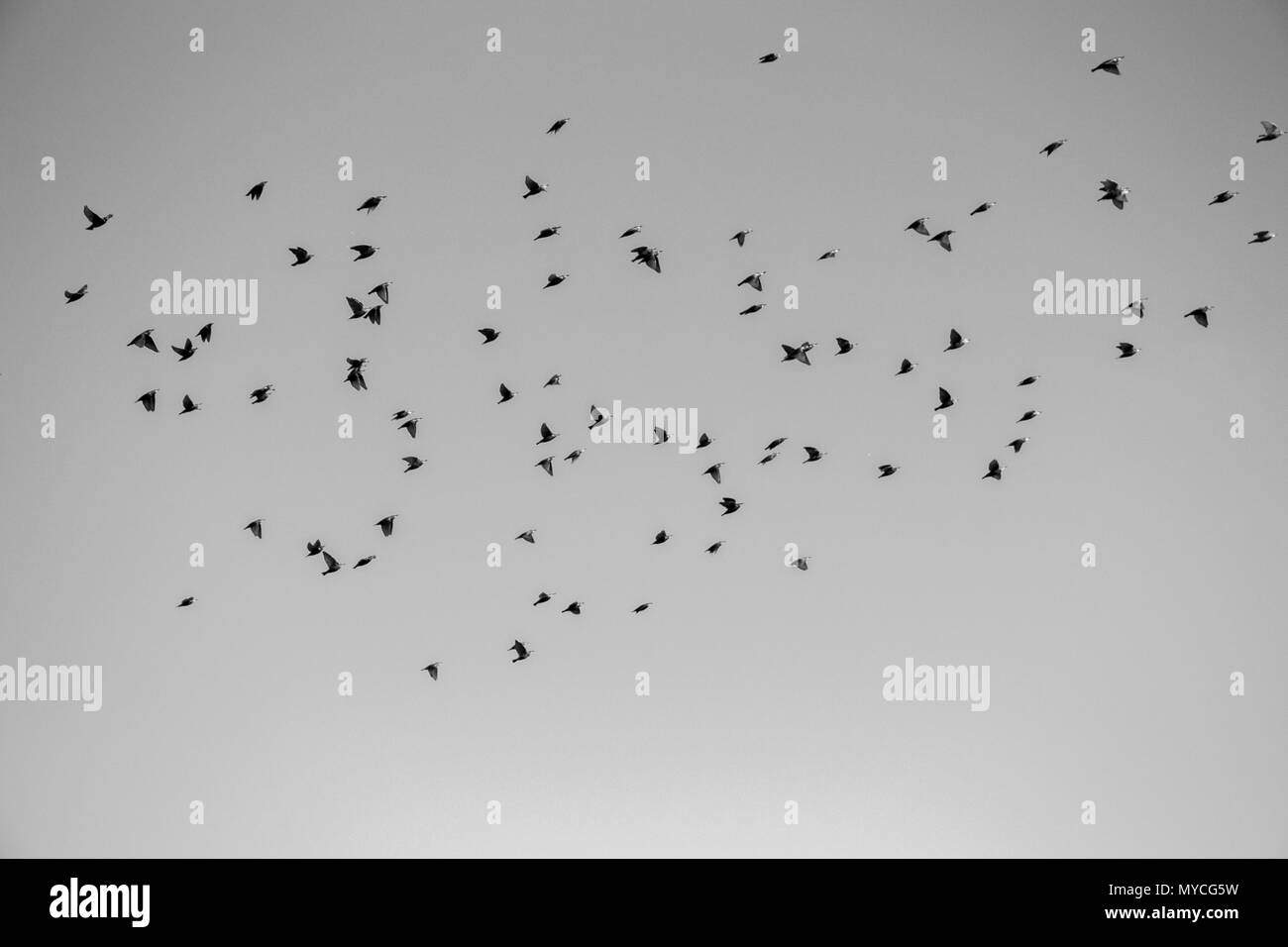 Flock Of Birds Seen Flying In The Sky Stock Photo Alamy flock-of-birds-seen-flying-in-the-sky-stock-photo-alamy