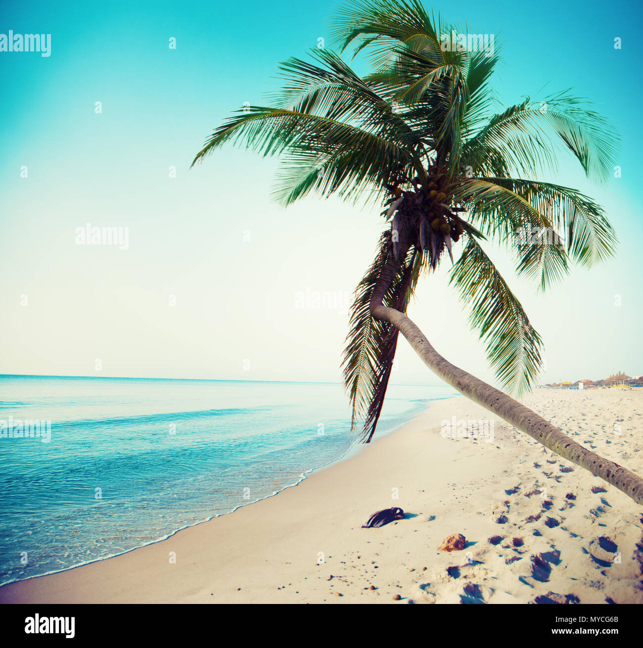 Tropical beach with coconut tree and clean sea Stock Photo - Alamy