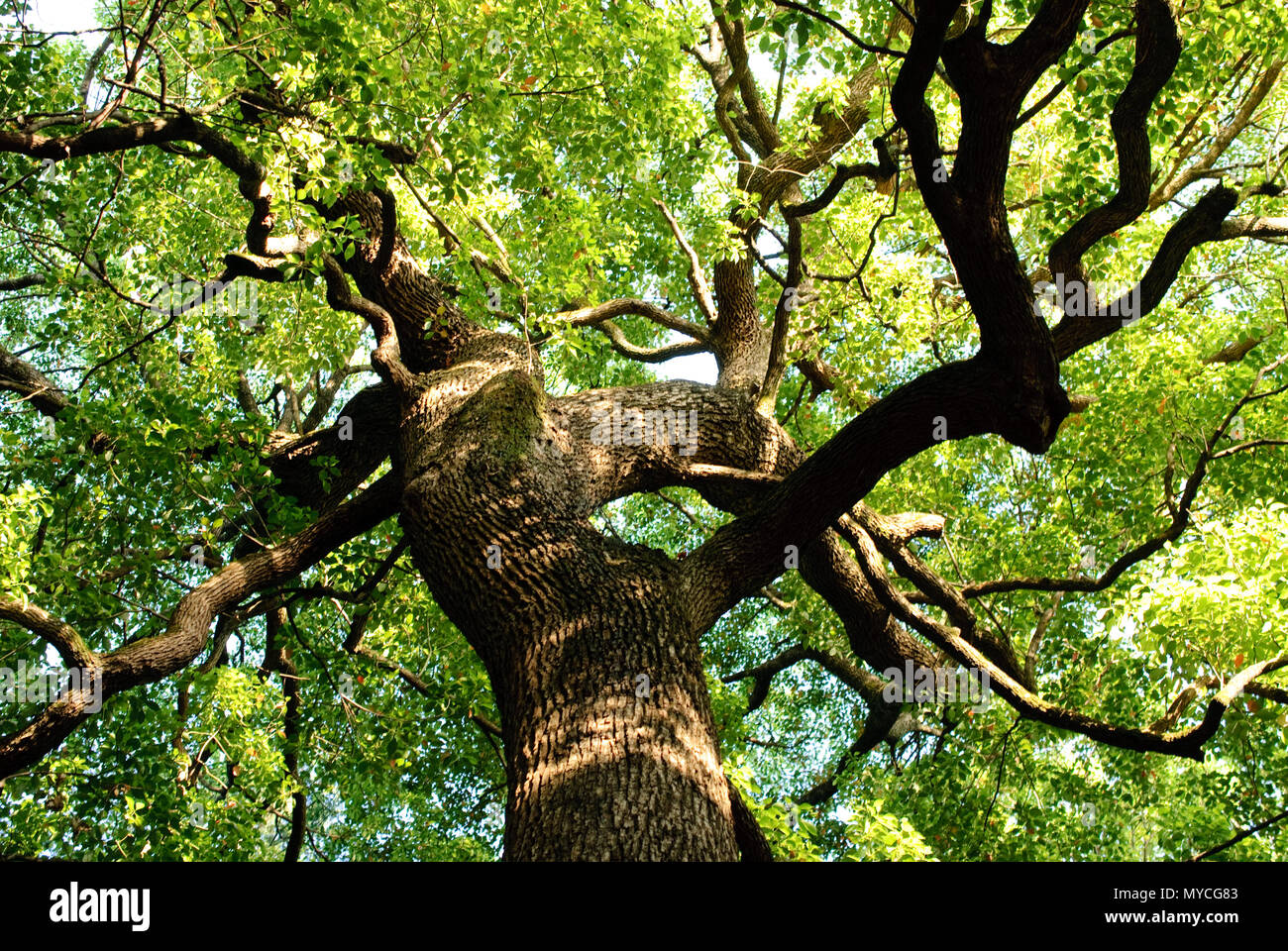 ancient sacred tree in a forest in japan Stock Photo - Alamy