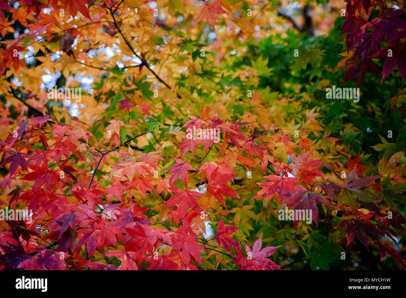 Momiji leaves hi-res stock photography and images - Alamy