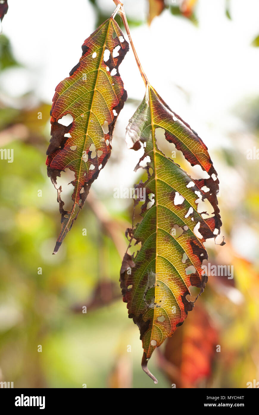 close up of broken leaves were eaten by worm Stock Photo - Alamy