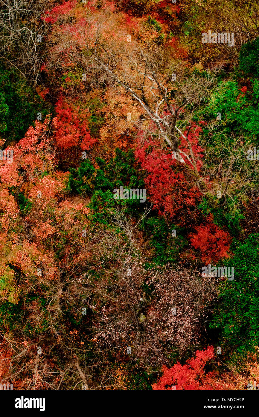 Momiji leaves hi-res stock photography and images - Alamy
