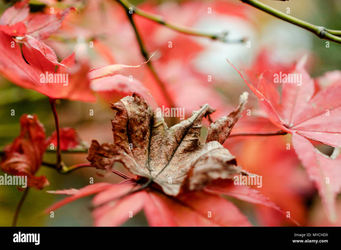 fall leaves on fresh red leaf Stock Photo - Alamy