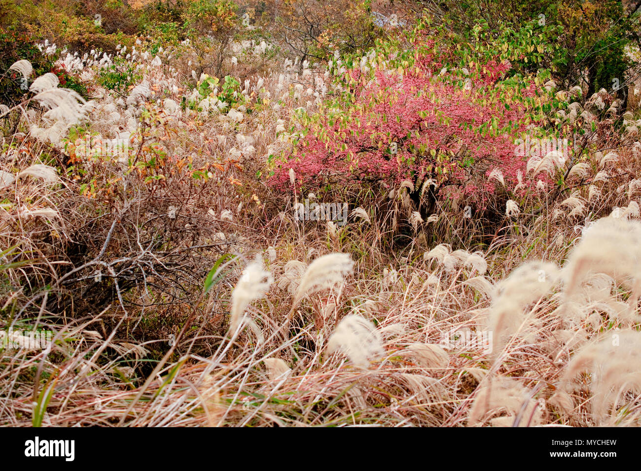 Ranch in japan yufuin, Beppu-shi, Higashiyama in autumn, red leaves ...