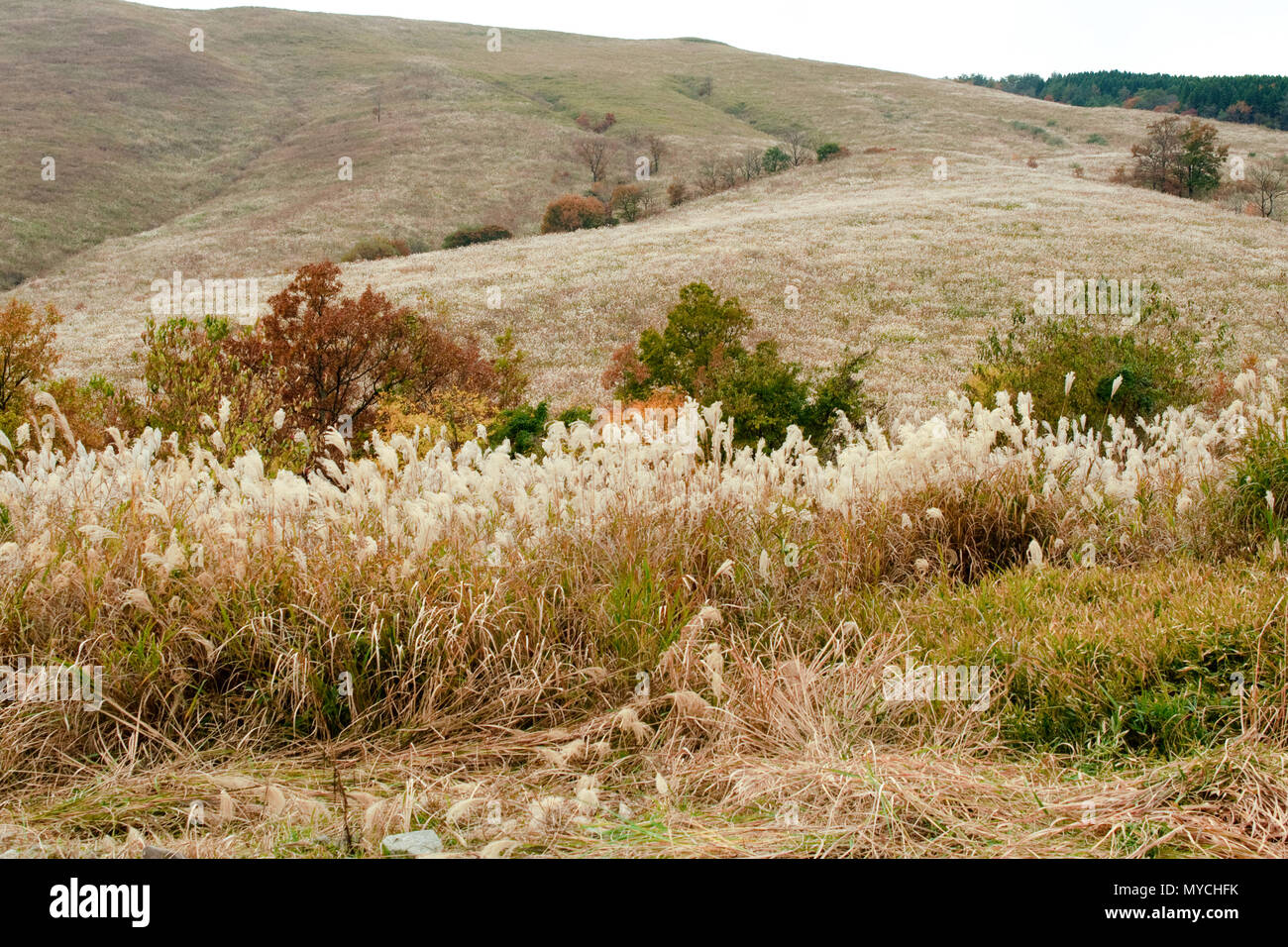 Ranch in japan yufuin, Beppu-shi, Higashiyama in autumn, red leaves ...