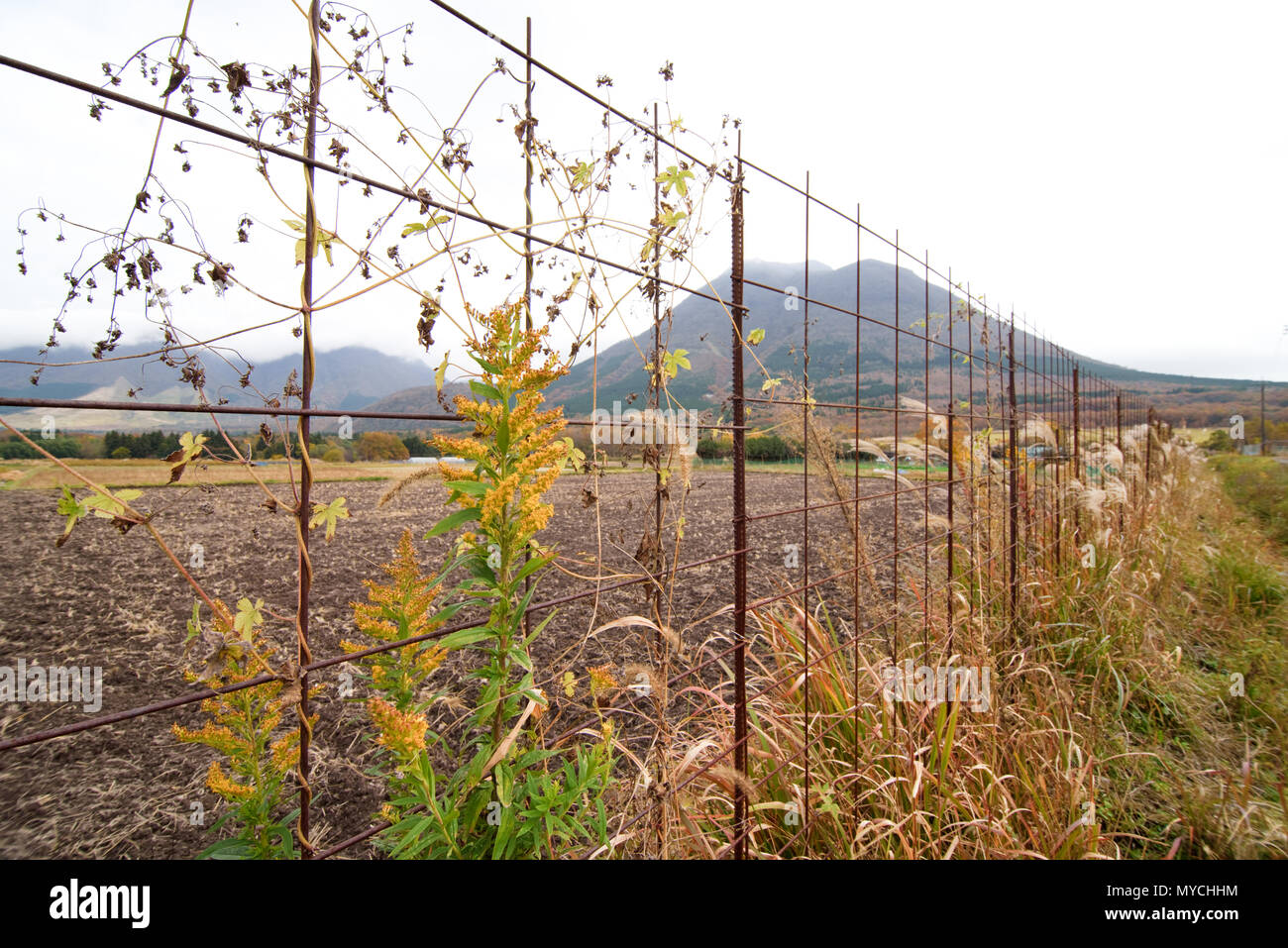 Ranch in japan yufuin, Beppu-shi, Higashiyama in autumn, red leaves ...