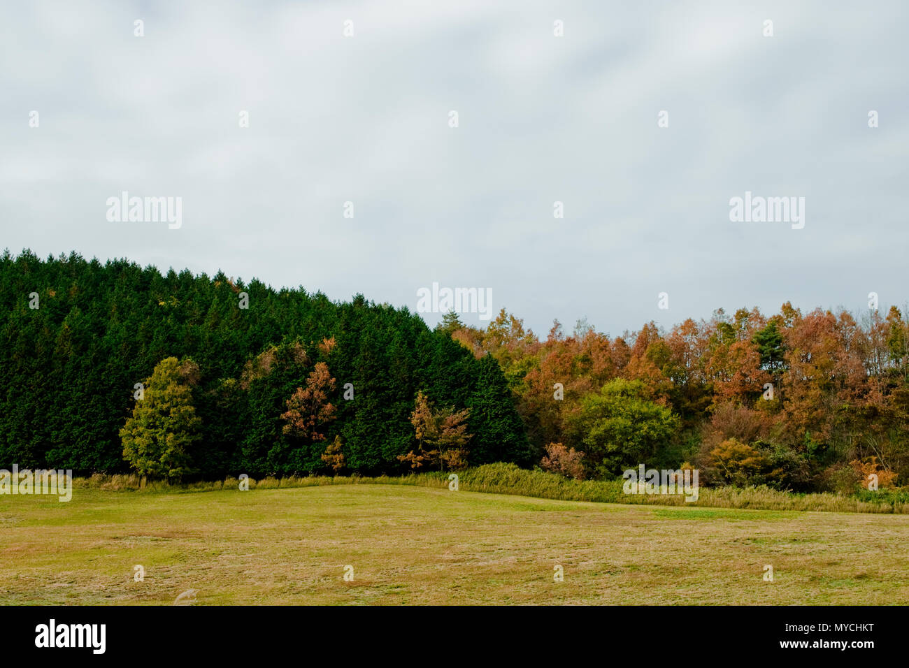 Ranch in japan yufuin, Beppu-shi, Higashiyama in autumn, red leaves ...