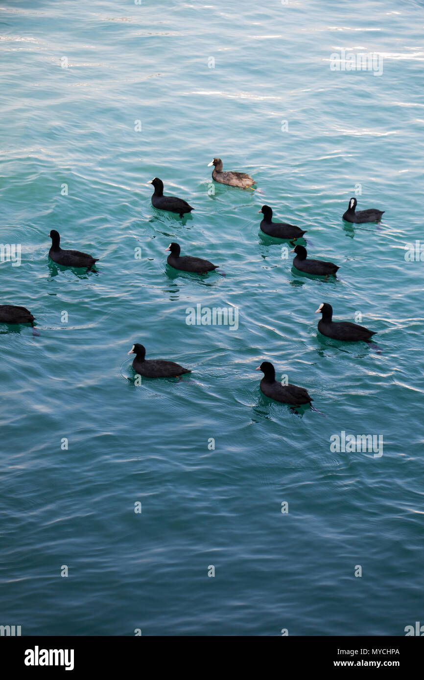 Flock of birds on water with water surface background Stock Photo - Alamy