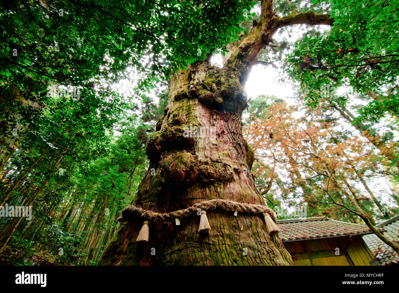 Tallest tree hi-res stock photography and images - Alamy