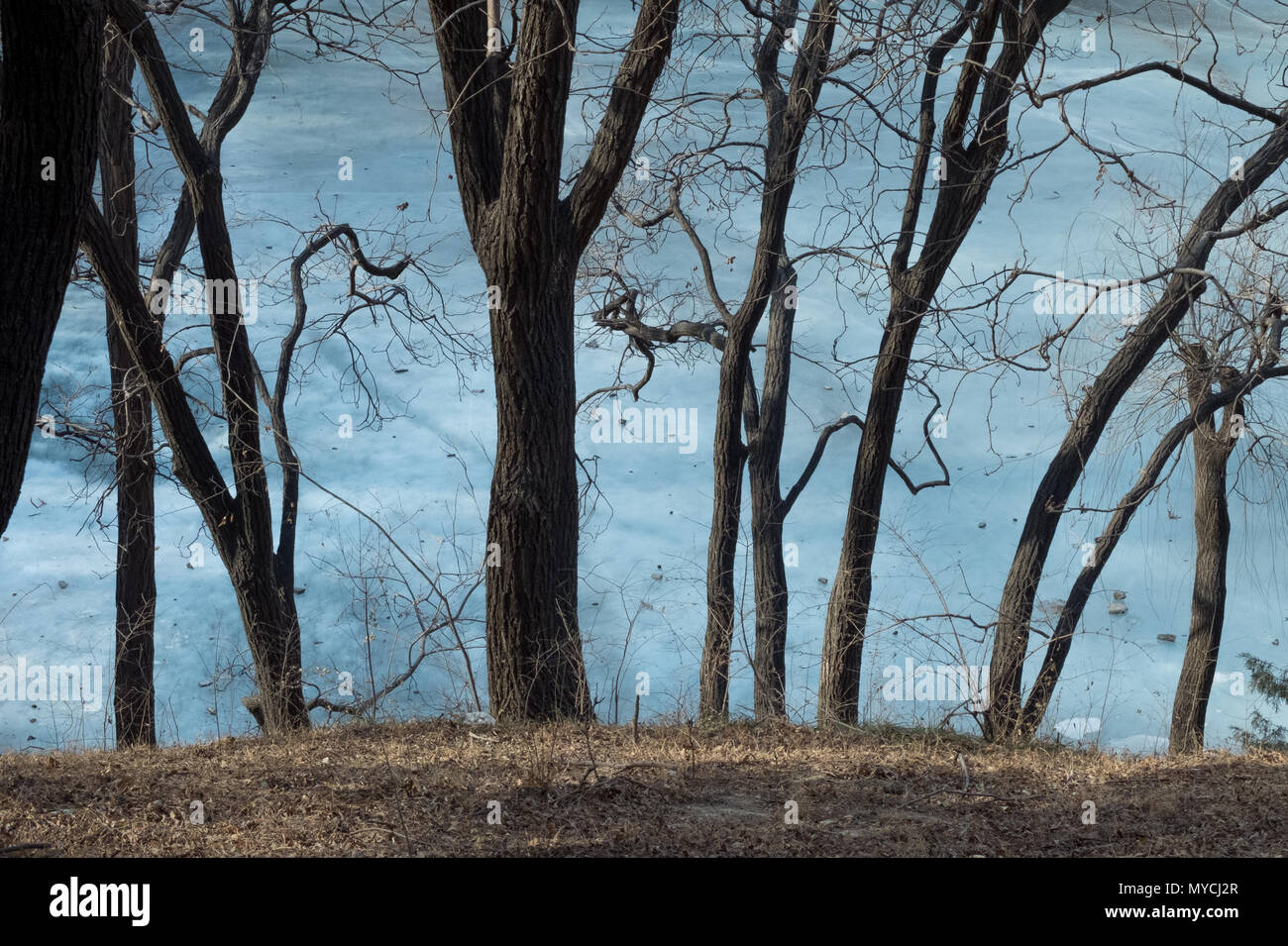 dry trees in coastline Stock Photo - Alamy