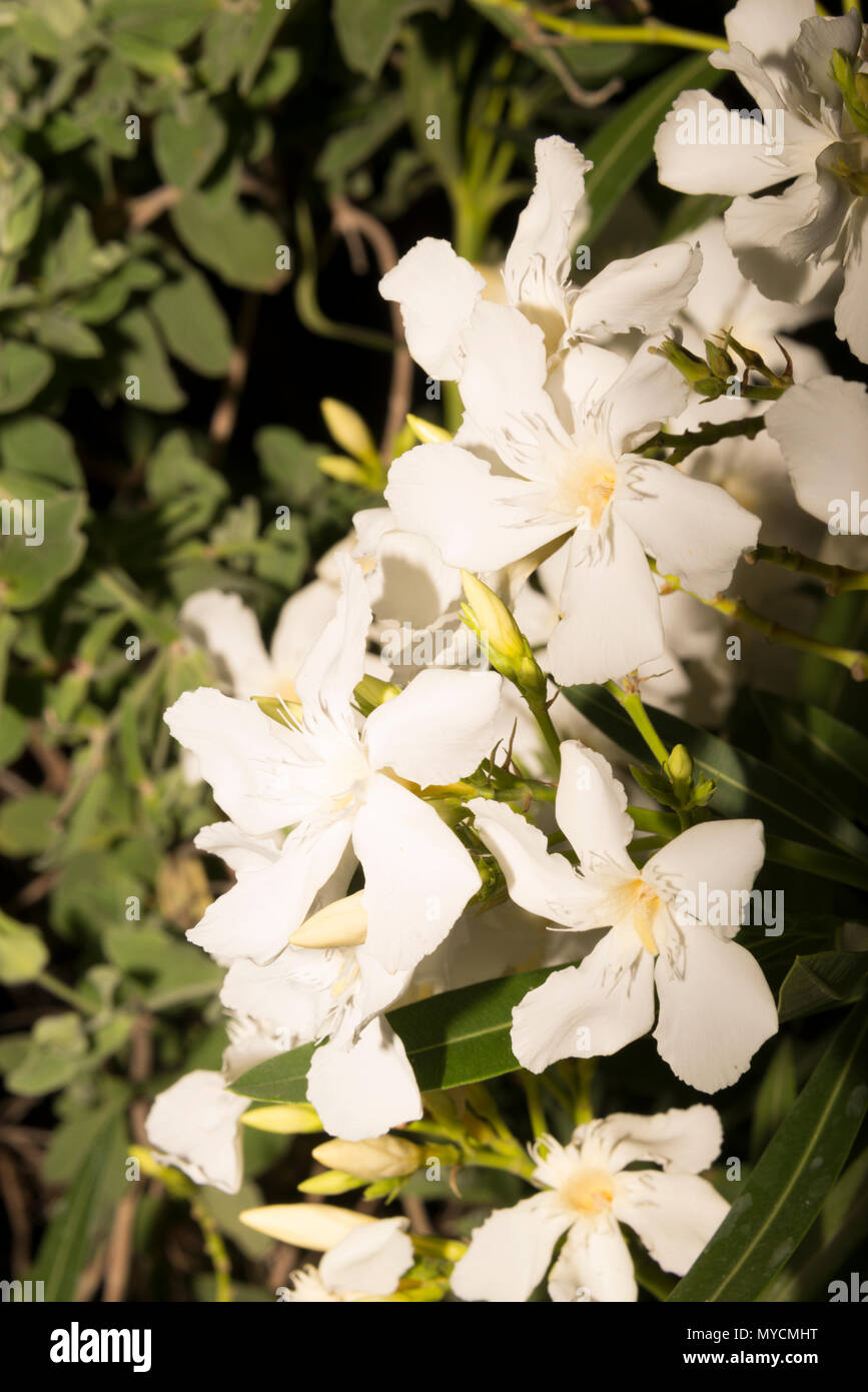 Black oleander hi-res stock photography and images - Alamy