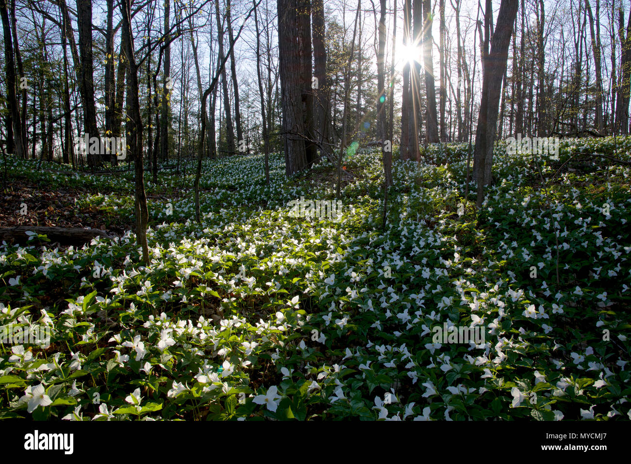 Spring Landscape Background. Field of wild trillium carpet on the ...