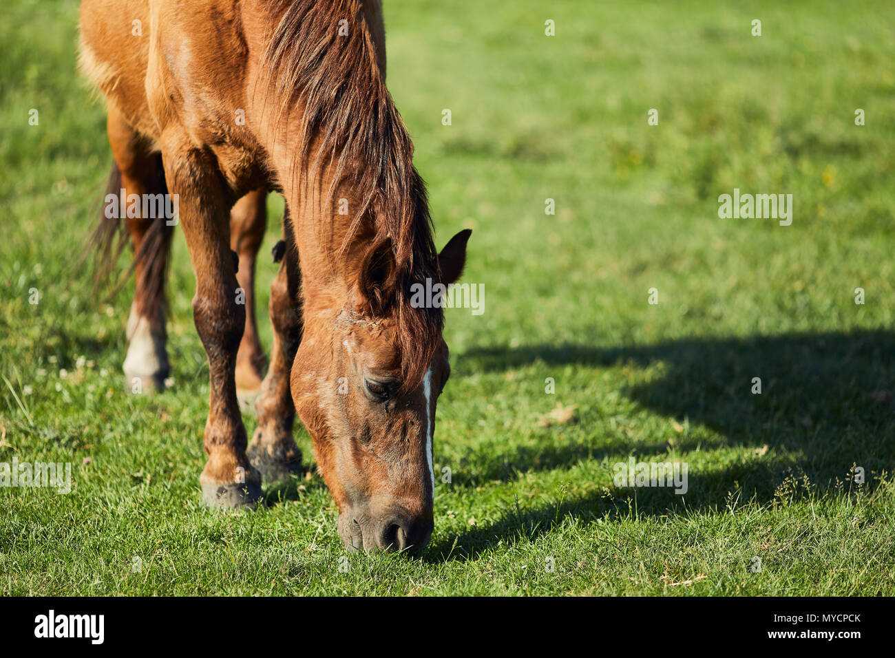 Graas hi-res stock photography and images - Alamy