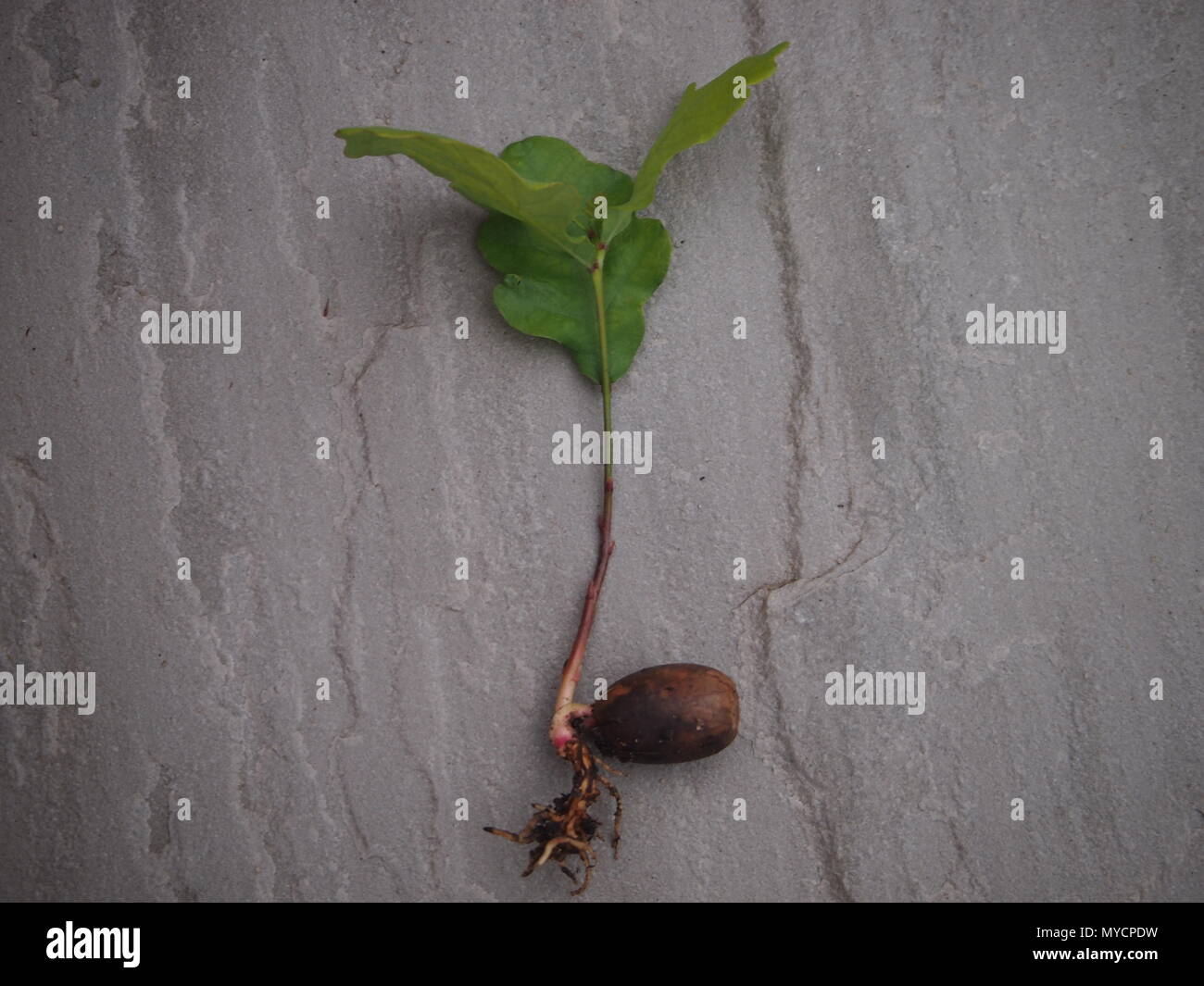 From little acorns hi-res stock photography and images - Alamy