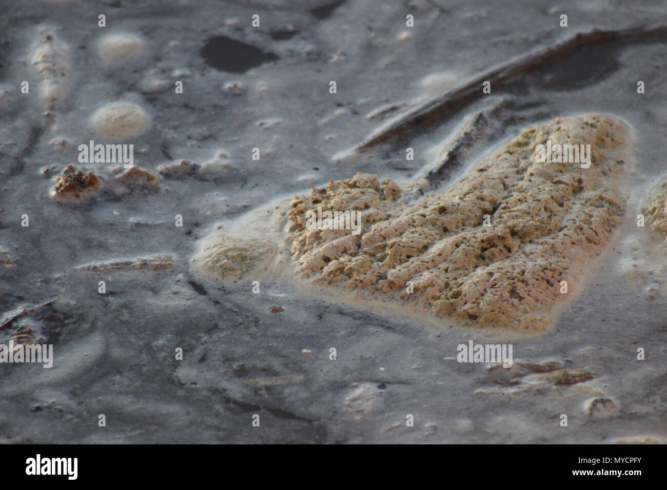 Stick float water hi-res stock photography and images - Alamy