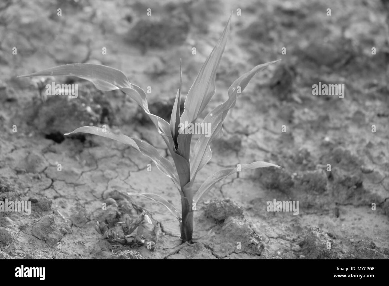 A small, lone stalk of corn grows up from dry soil Stock Photo - Alamy