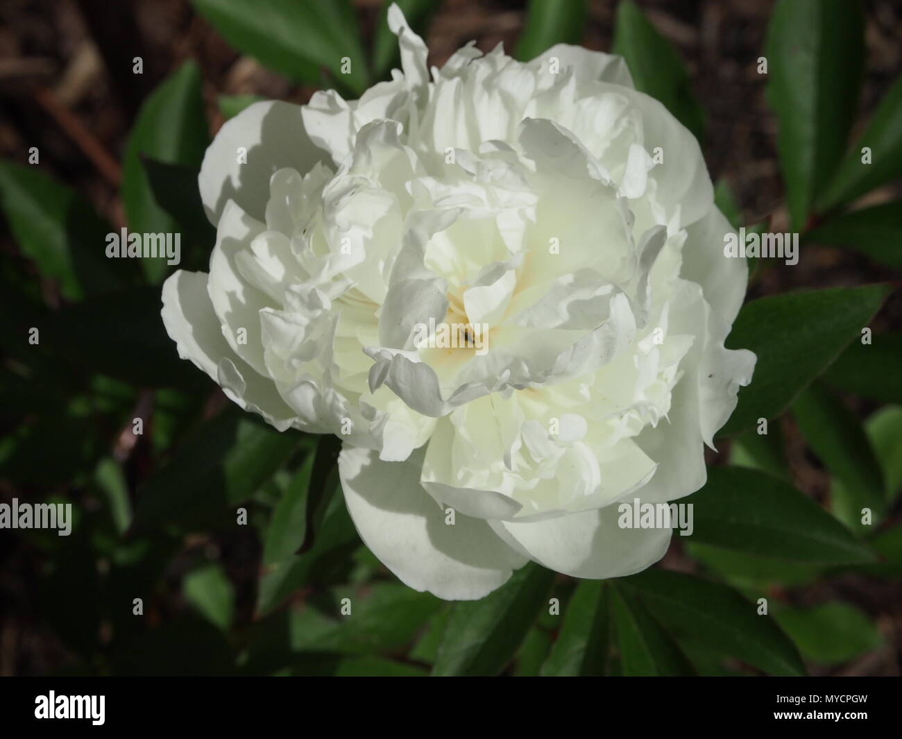 Single white peony flower fully open in the sunshine Stock Photo - Alamy