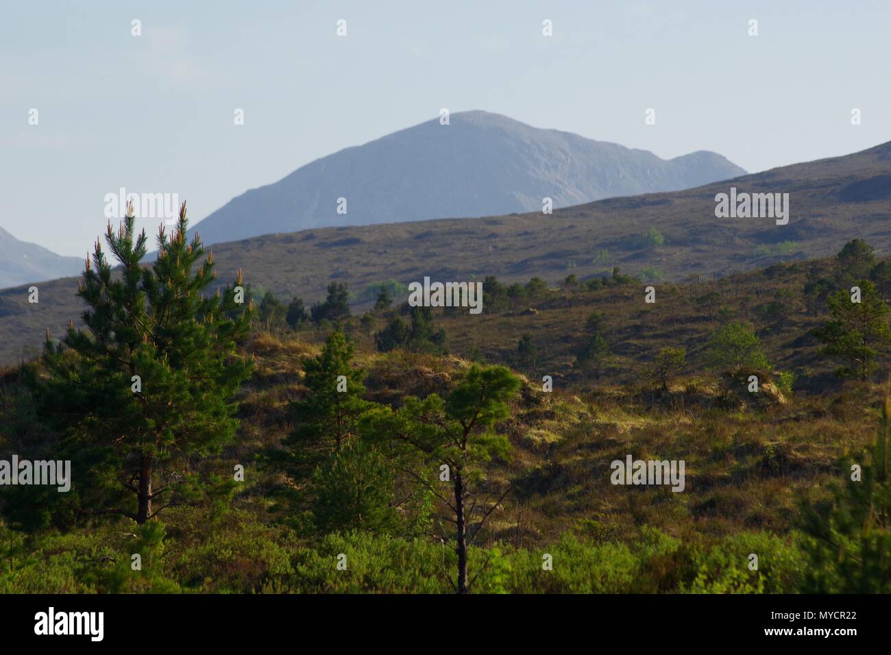 Mountain Massif with Last Snow Patches, Beyond Scots Pine Forest. Beinn ...