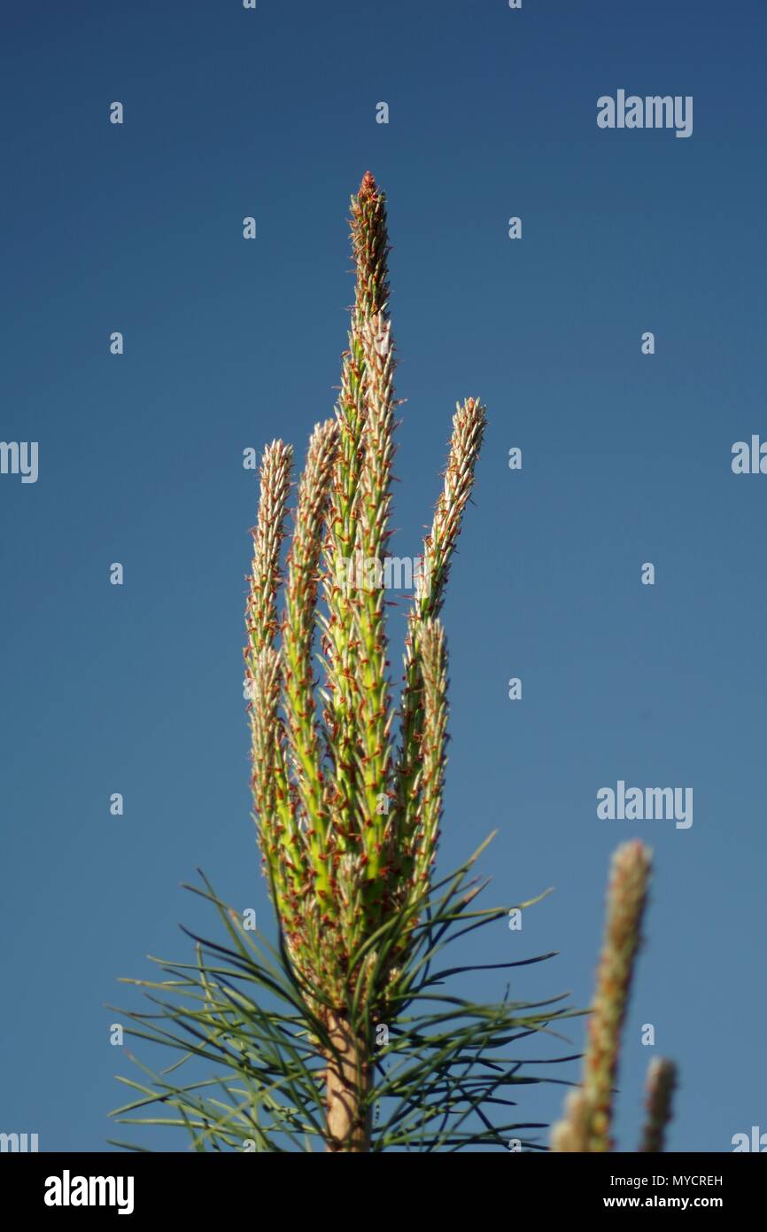 Close Up of Tip of Young Scots Pine Tree( Pinus sylvestris) Beinn Eighe ...