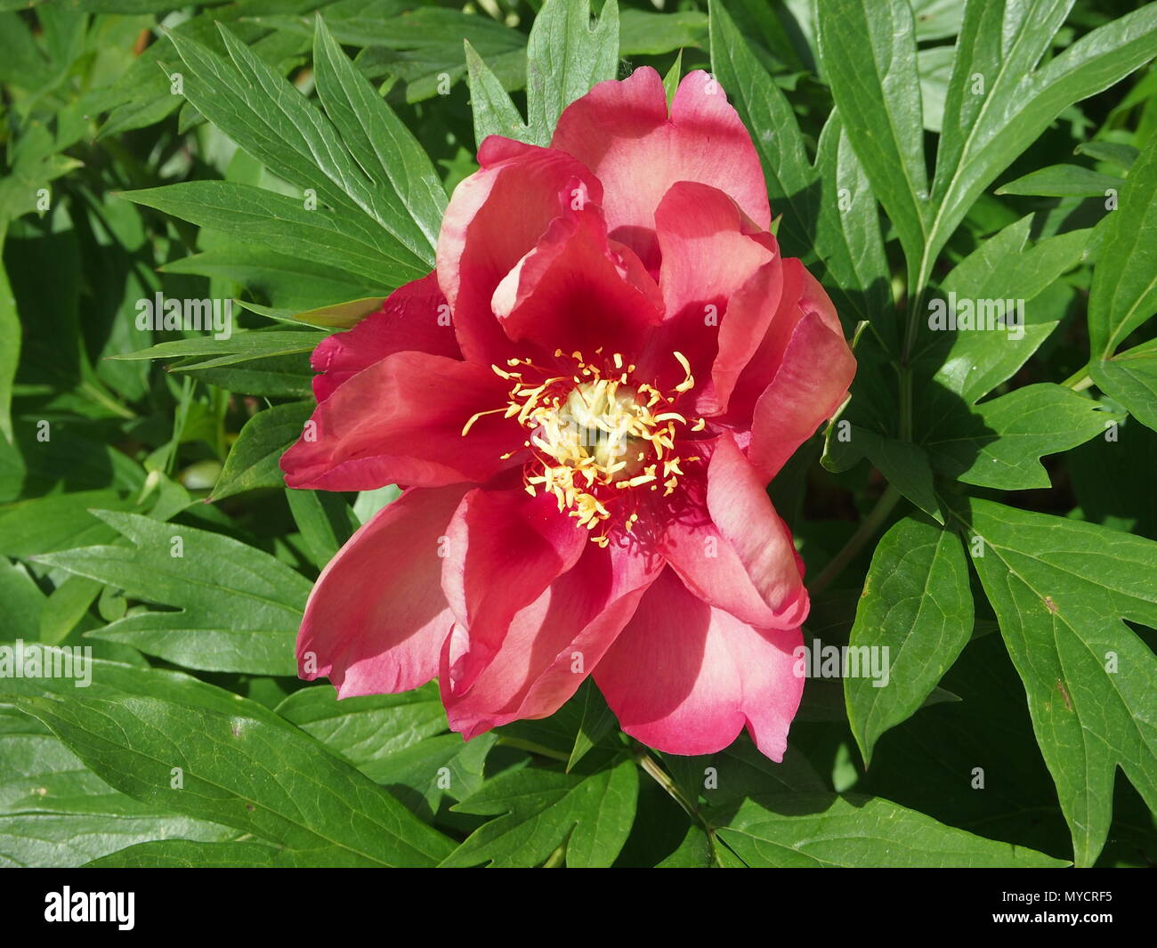 Single coppery red peony flower fully open in the sunshine Stock Photo ...