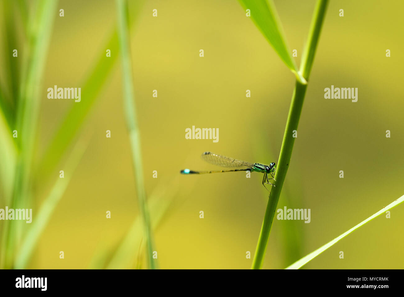 Dragonfly up close hi-res stock photography and images - Alamy
