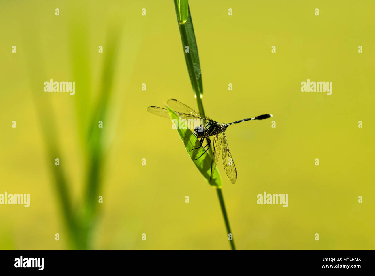 Dragonfly up close hi-res stock photography and images - Alamy