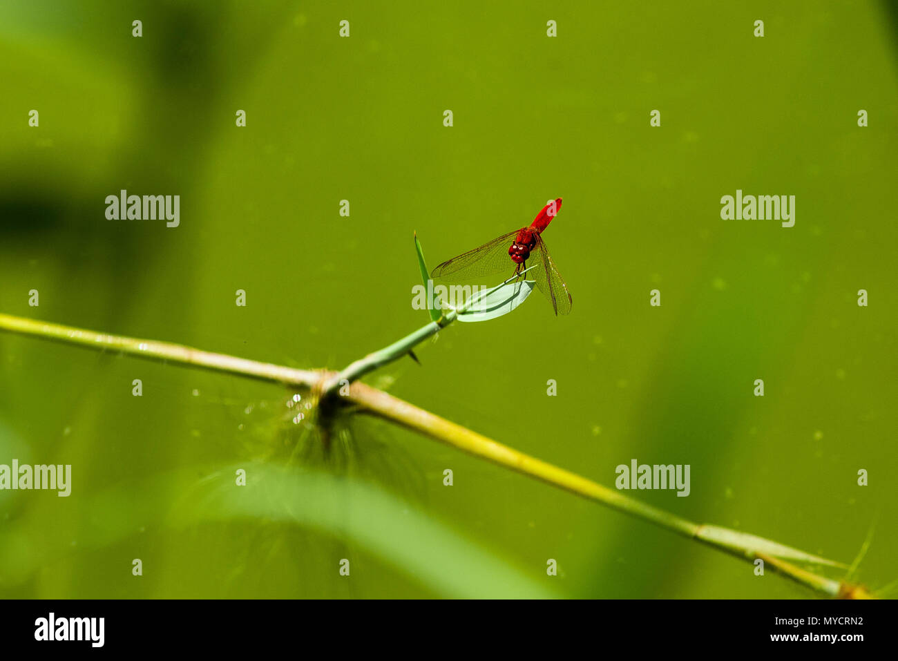 Red Dragonfly close up shot on a green background Stock Photo - Alamy