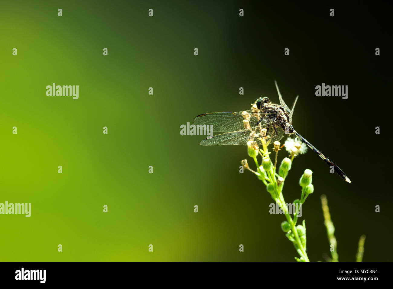 Dragonfly up close hi-res stock photography and images - Alamy