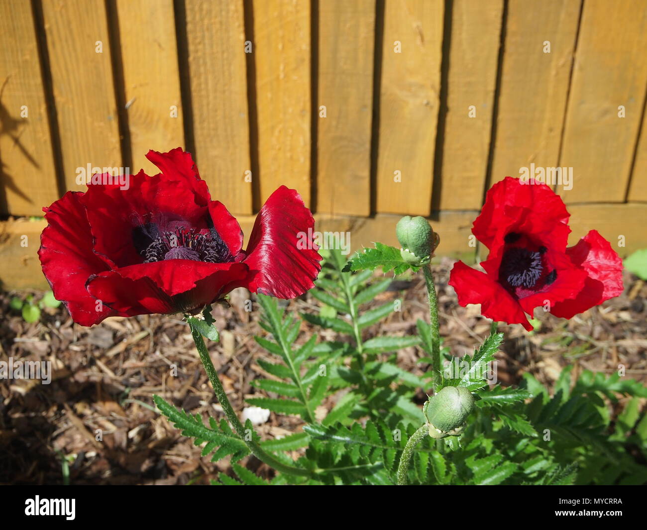 Red and black ladybird poppies fully open in the sunshine, two flowers ...