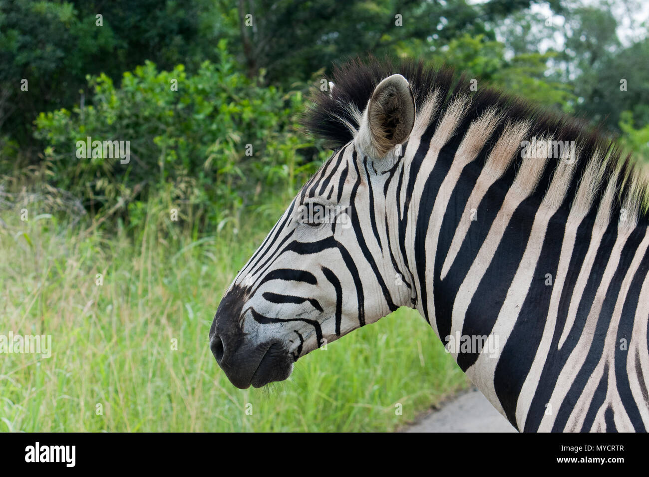 Zebra profile hi-res stock photography and images - Alamy