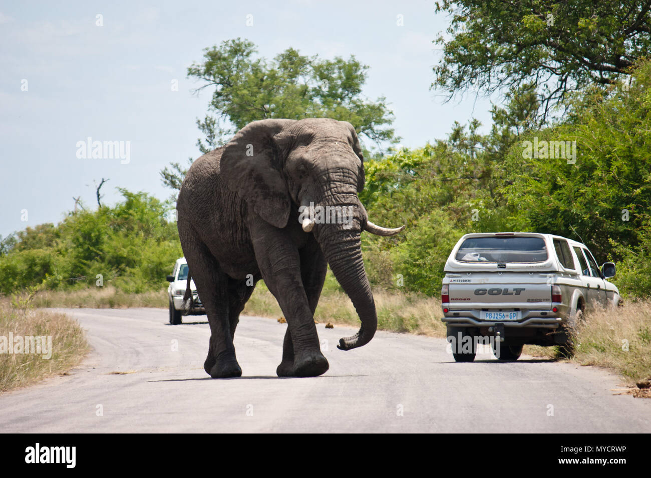 Massive Elephant crossing street in front of cars with tourists in ...