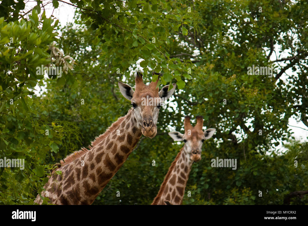 South african giraffes hi-res stock photography and images - Alamy