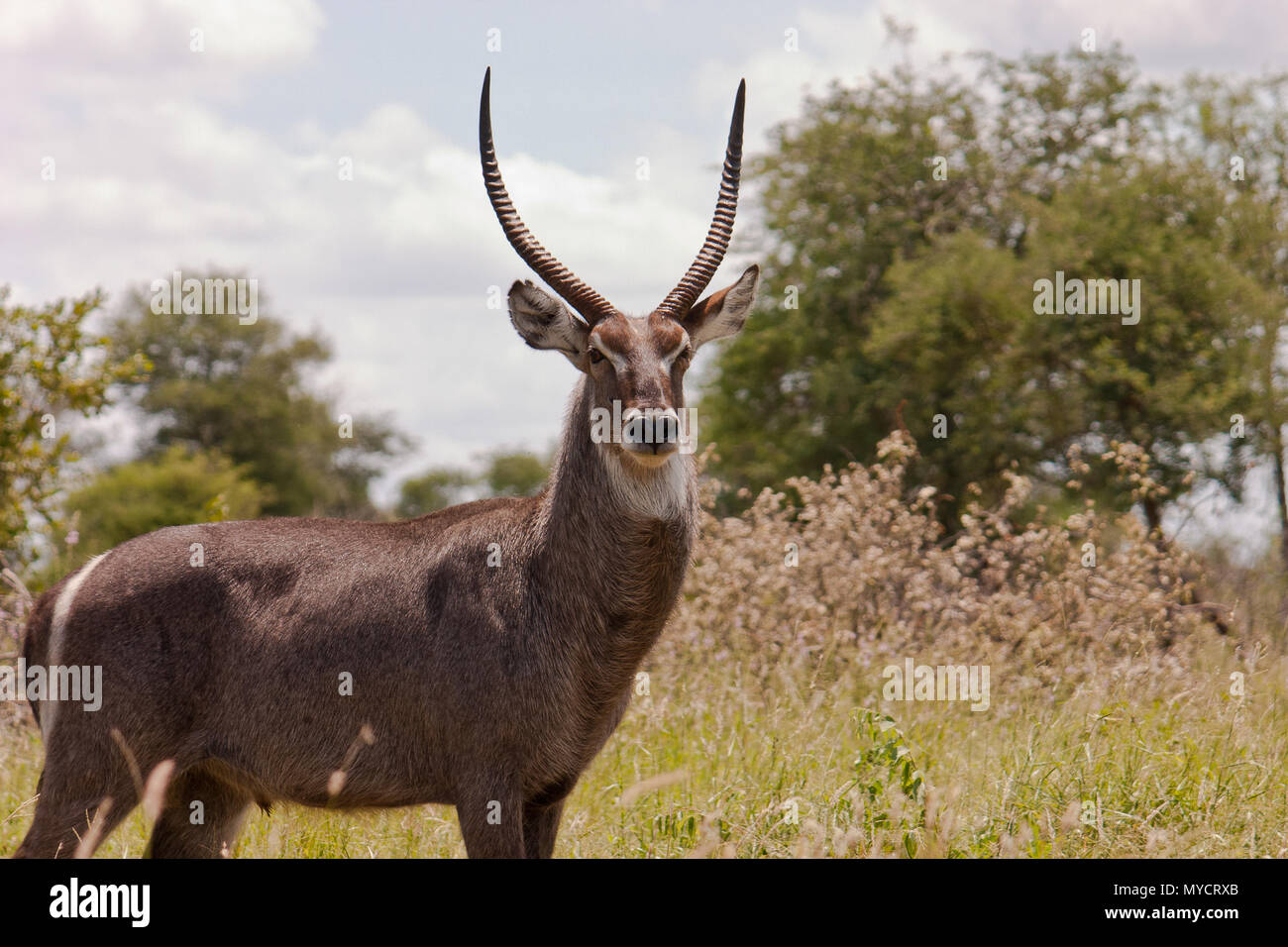 South african antelope hi-res stock photography and images - Alamy
