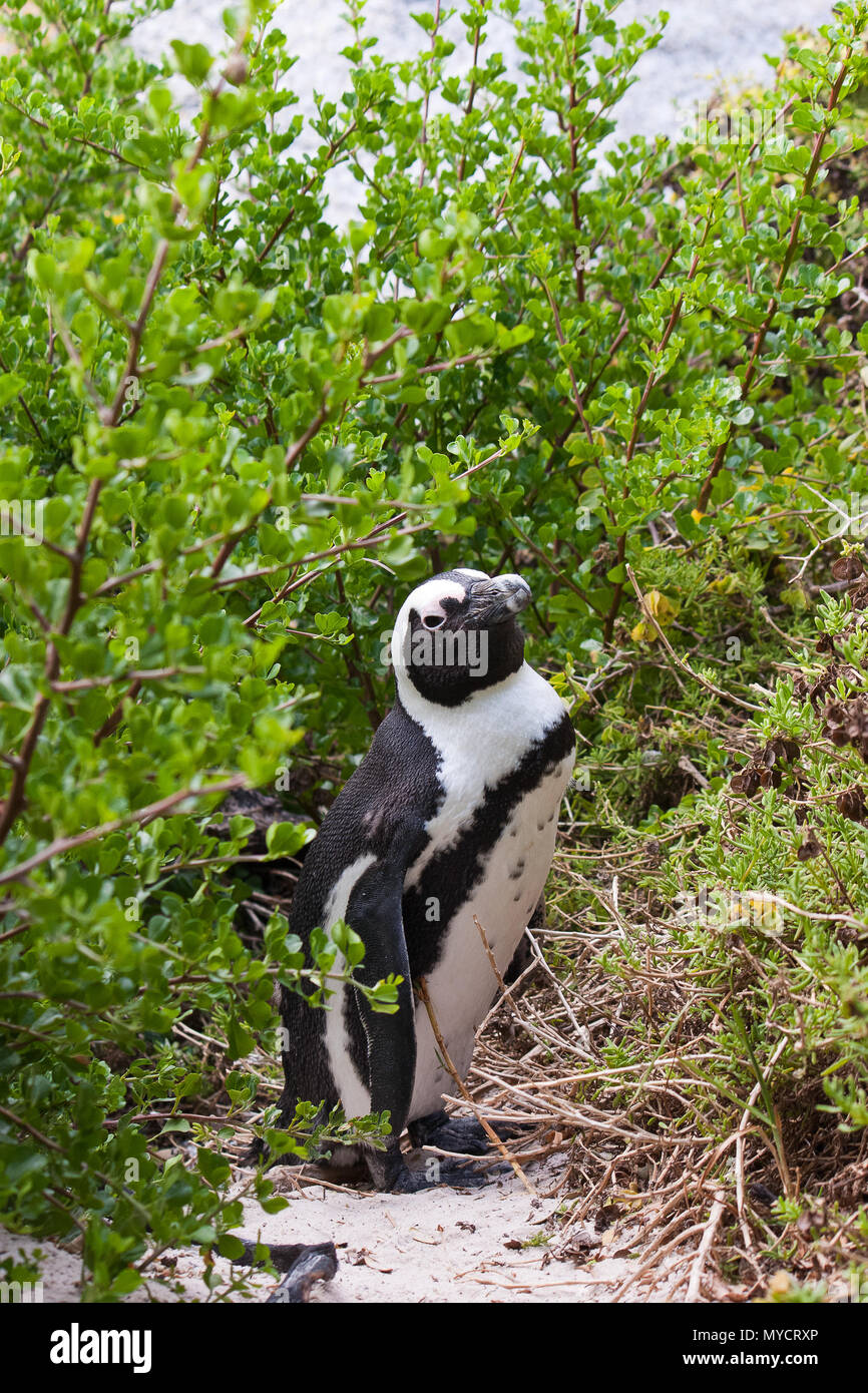 African penguin standing between green bushes Stock Photo - Alamy